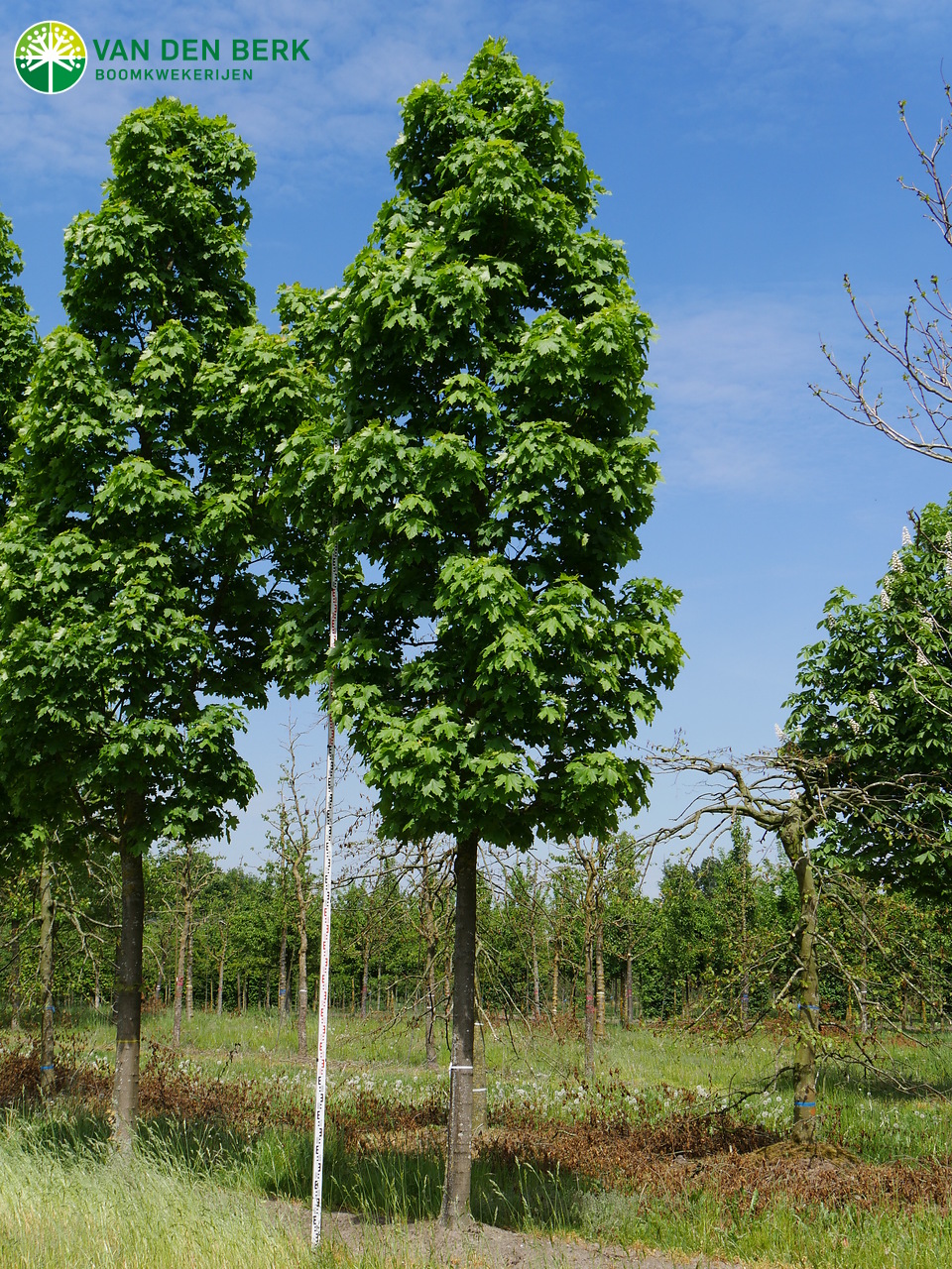 Acer platanoides 'Columnare' | Acer platanoides 'Columnare' - Van den ...
