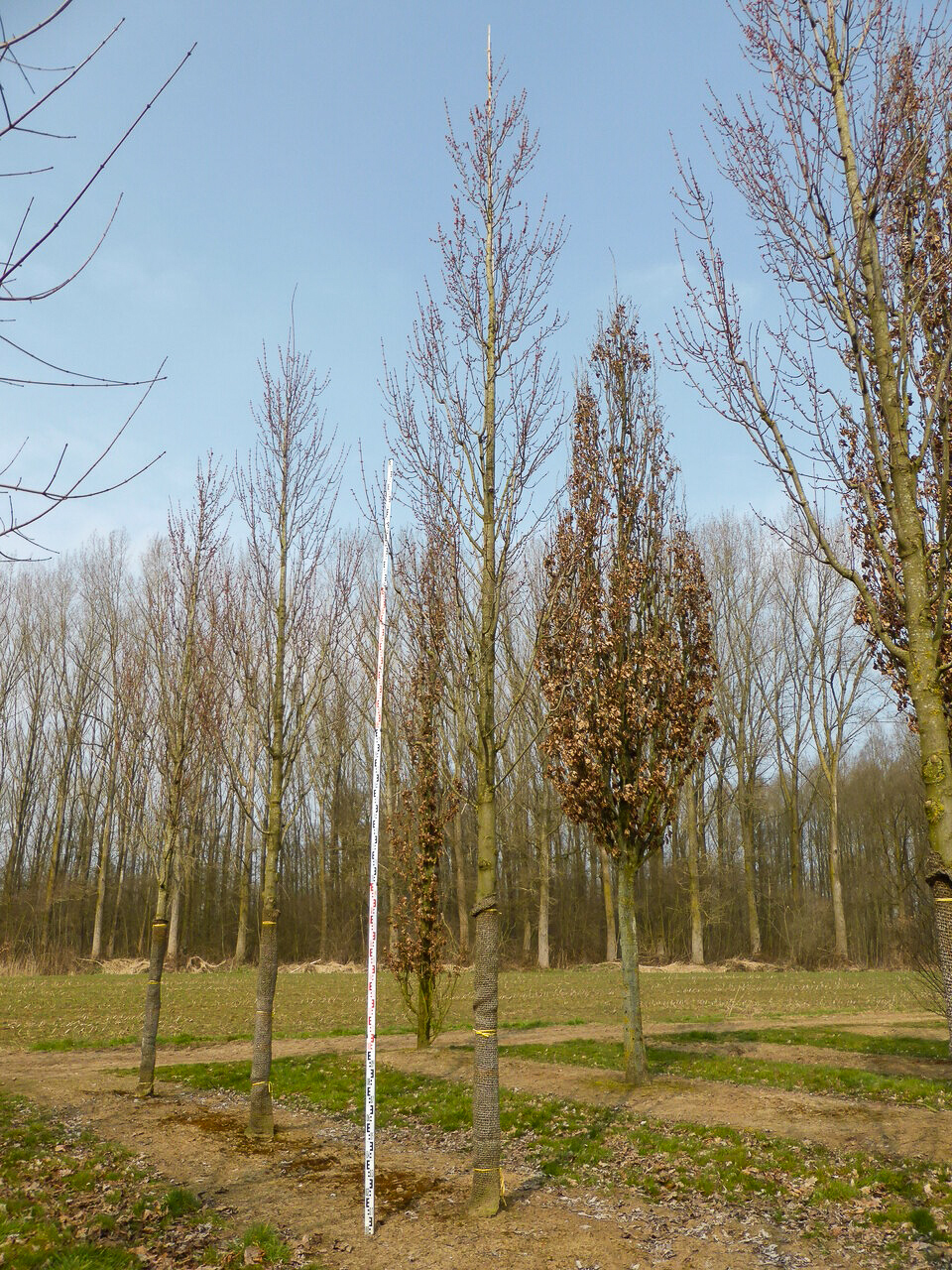 Acer rubrum 'Karpick' | Acer rubrum 'Karpick' - Van den Berk Szkółki