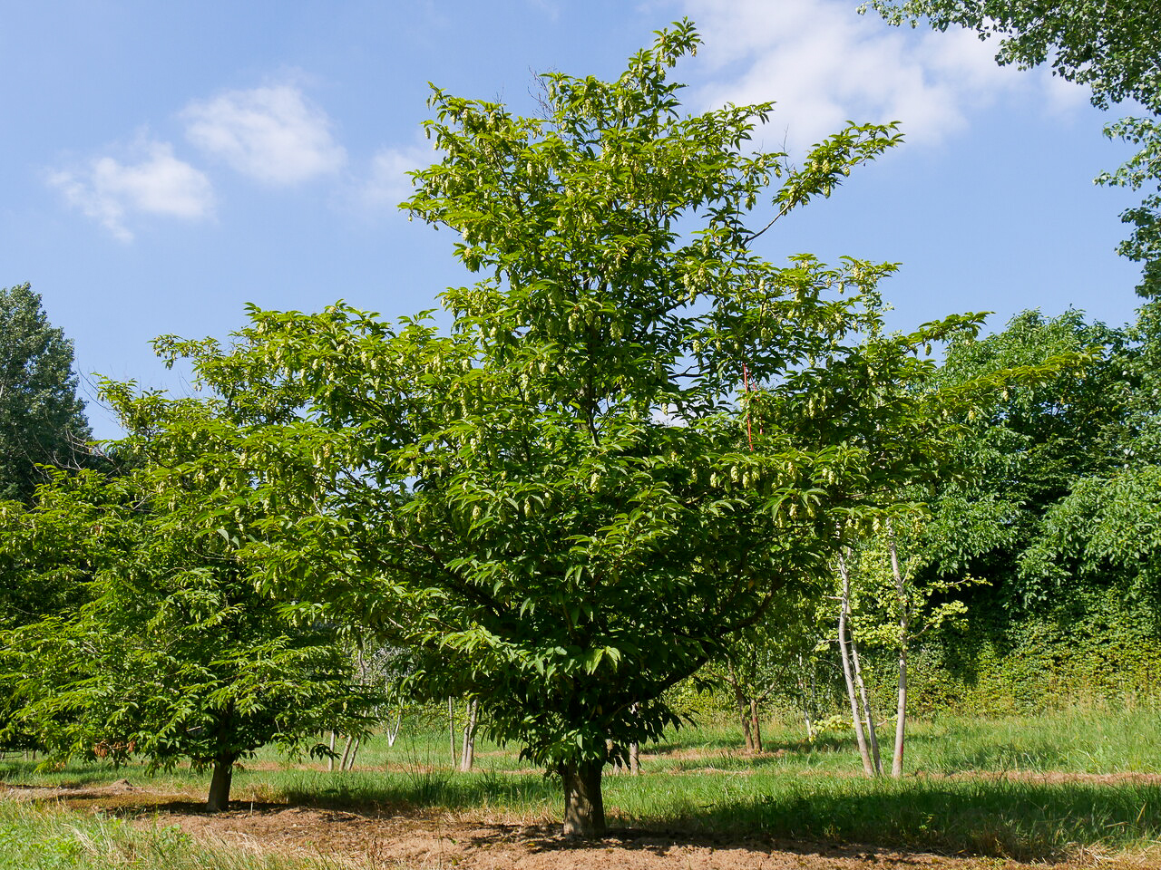 Carpinus japonica | Japanese Hornbeam - Van den Berk Szkółki