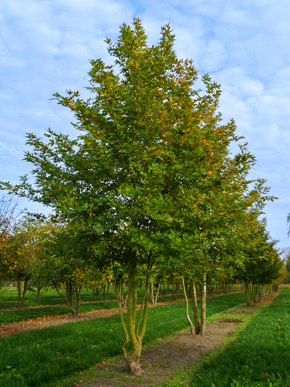 Platanus orientalis 'Minaret' | Platanus orientalis 'Minaret' - Van den ...