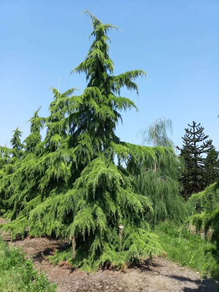 Sanders Blue Deodar Cedar